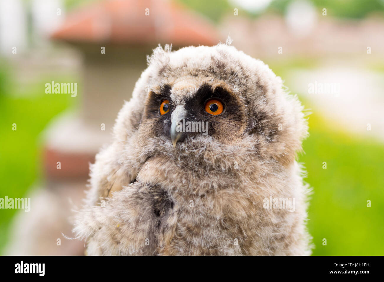 Portrait of the owl. Just flying out of the nest, the owl looks ...