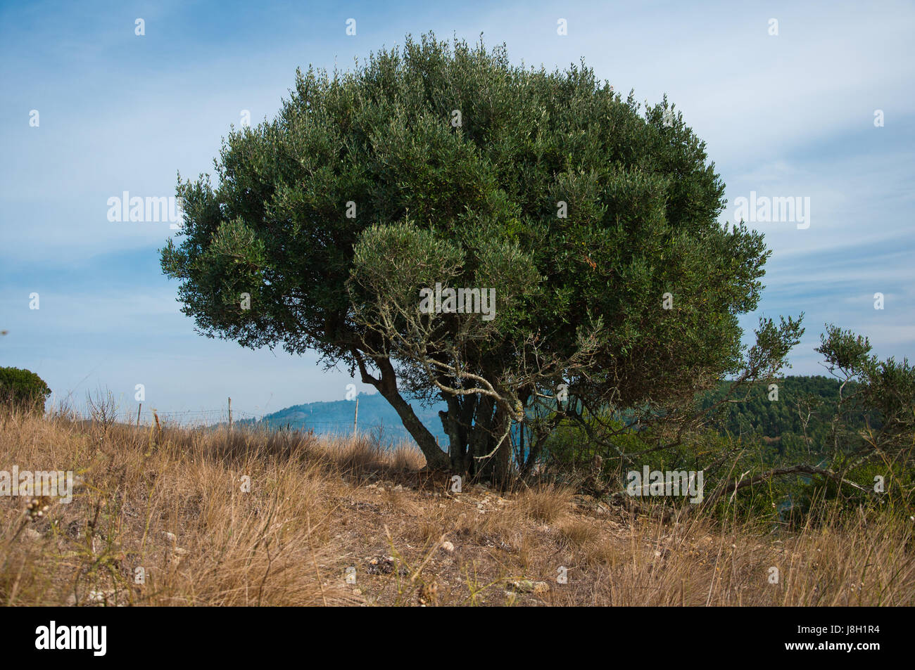 tree, ground, soil, earth, humus, portugal, solitary, photos, landscape ...