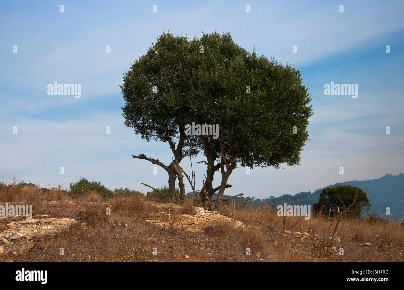 tree, ground, soil, earth, humus, portugal, solitary, photos, landscape ...