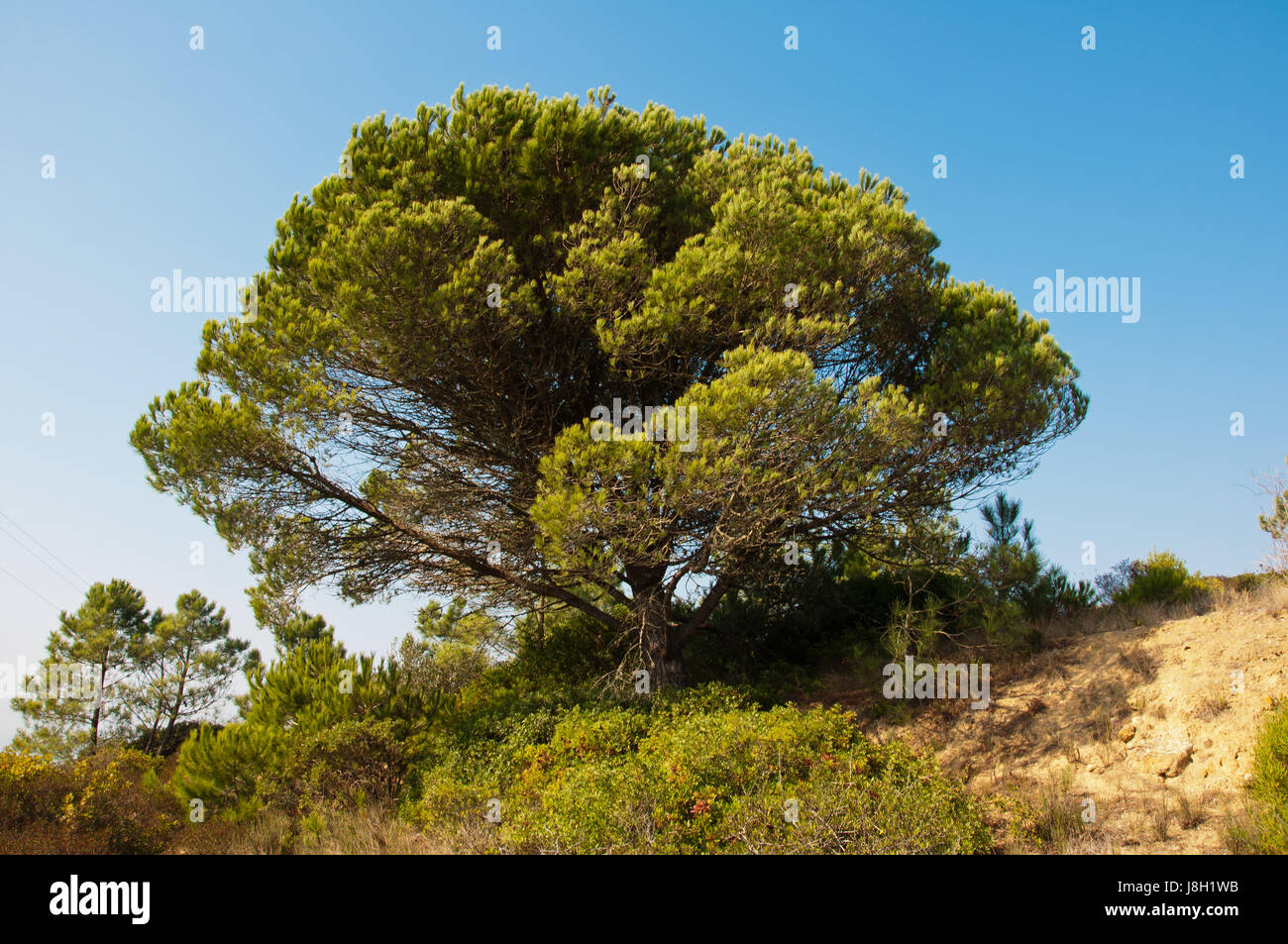 tree, ground, soil, earth, humus, portugal, solitary, photos, landscape ...