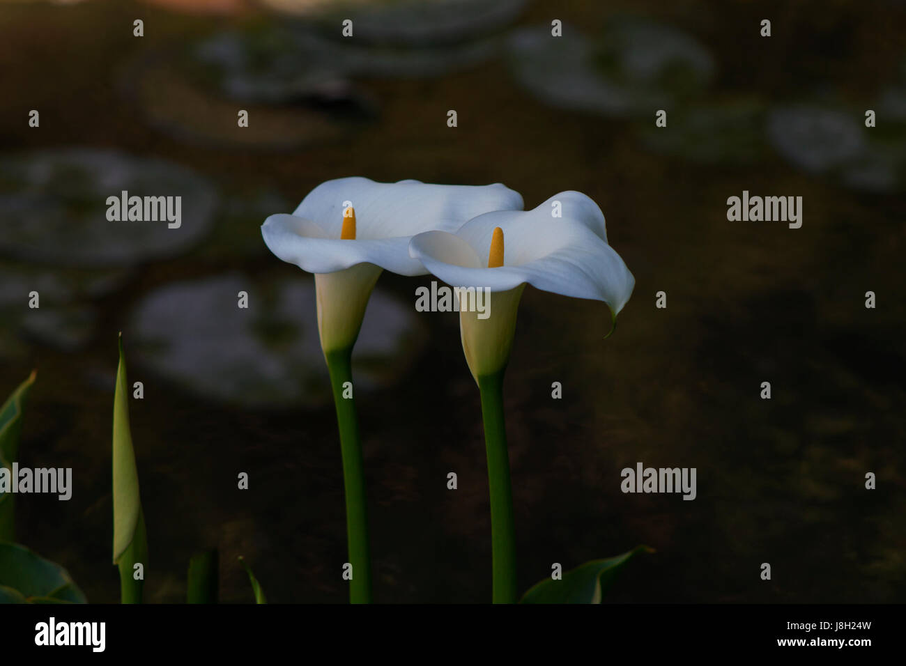 Calla , elegant and peaceful full blooming Calla Lily Stock Photo - Alamy