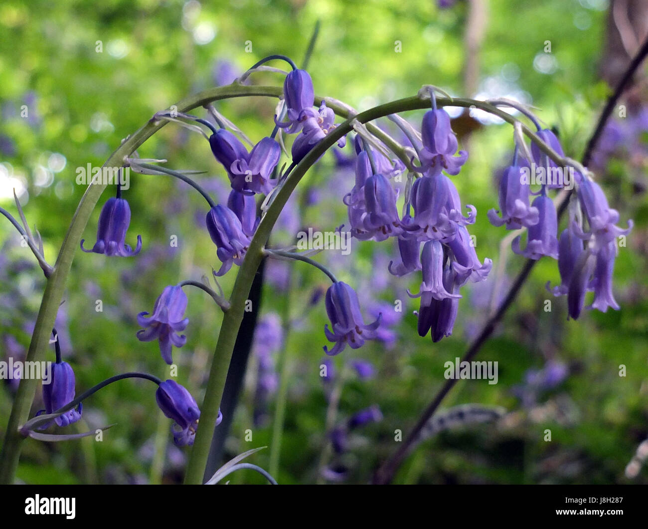 English bluebells in woodland hi-res stock photography and images - Alamy
