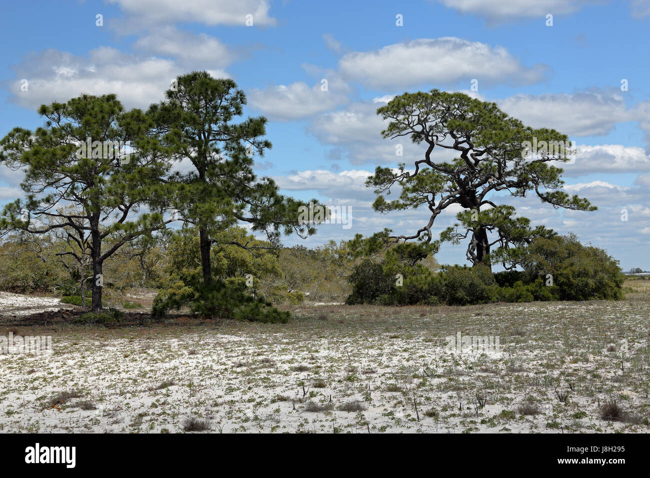 Three mature pine trees and shrubs growing on a sandy island in Florida ...