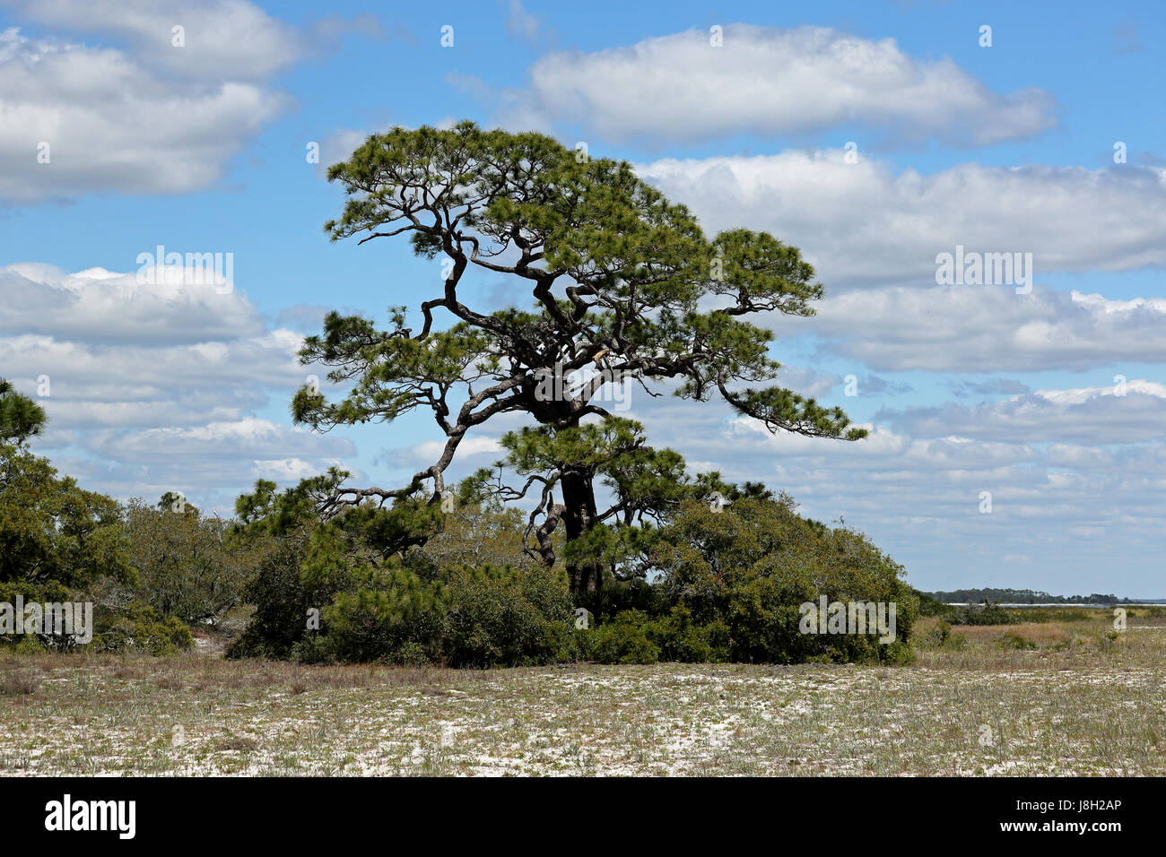 Single mature weathered pine tree on a sandy island in Florida Stock ...