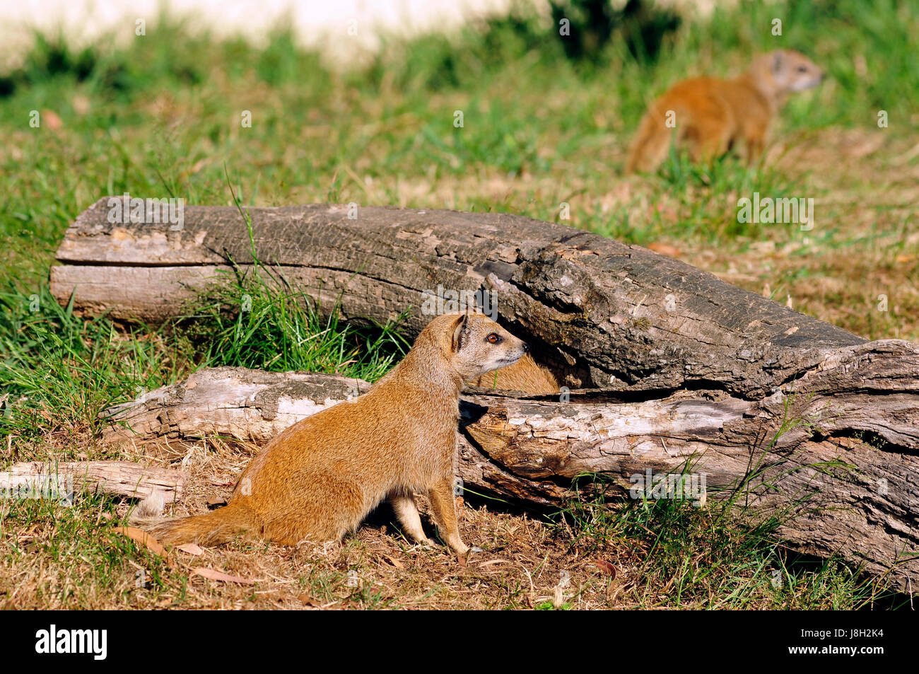 profile, mammal, mongoose, meadow, grass, lawn, green, detail, closeup ...