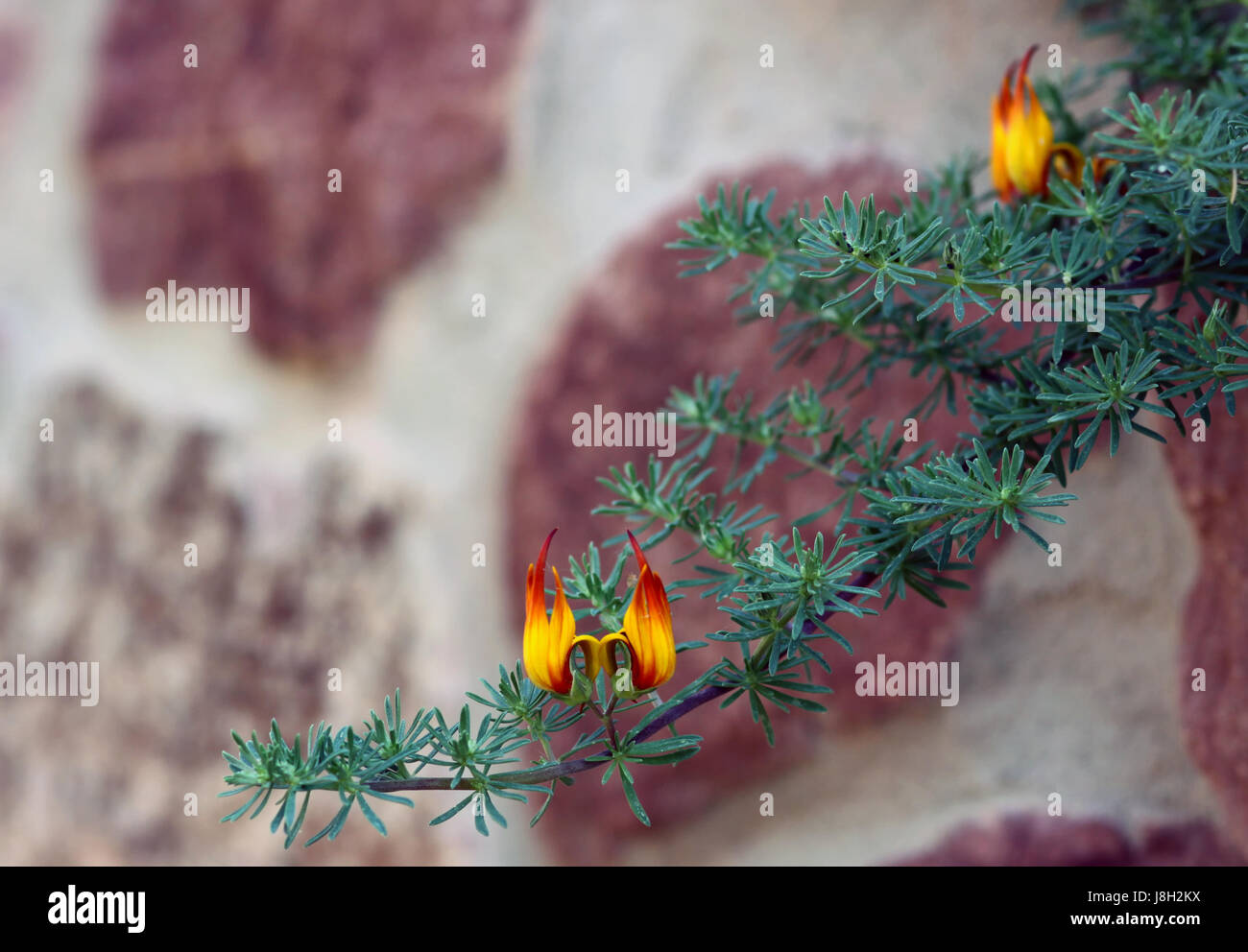 blossoms, flame, flames, lotus, bleed, blossoms, wall, fire ...