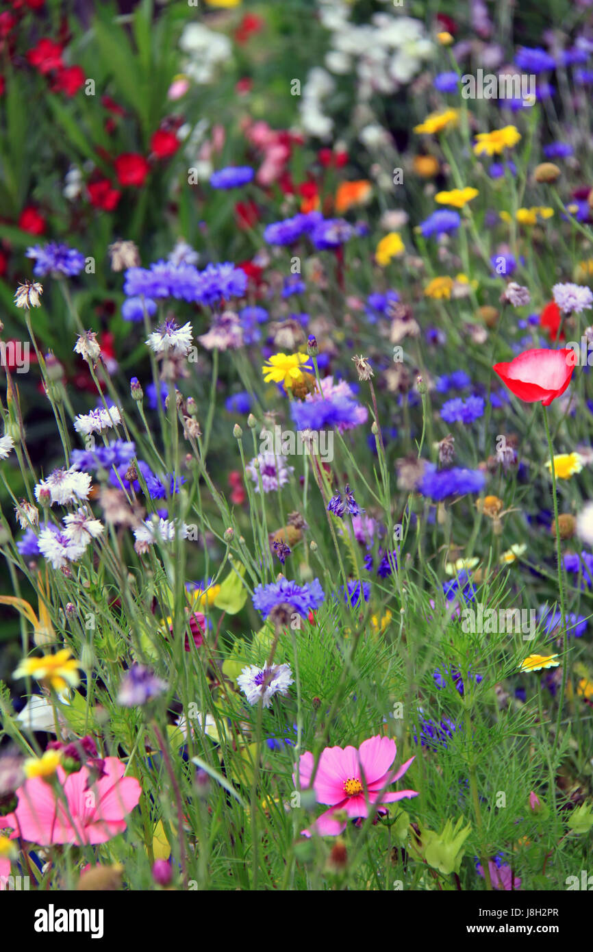 coloured, colourful, gorgeous, multifarious, richly coloured, poppy ...