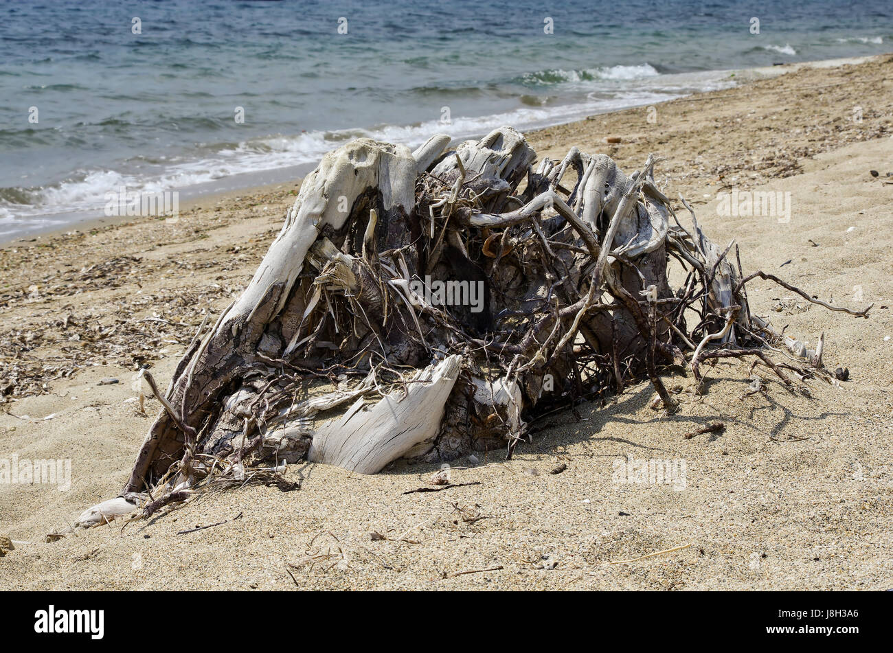 wood, beach, seaside, the beach, seashore, waves, root, snag, root ...