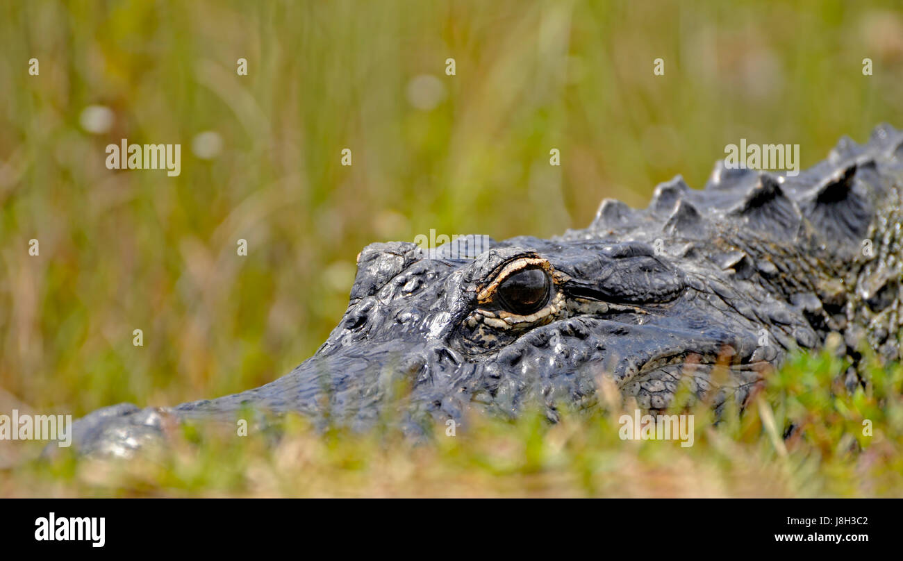 American crocodile eyes hi-res stock photography and images - Alamy