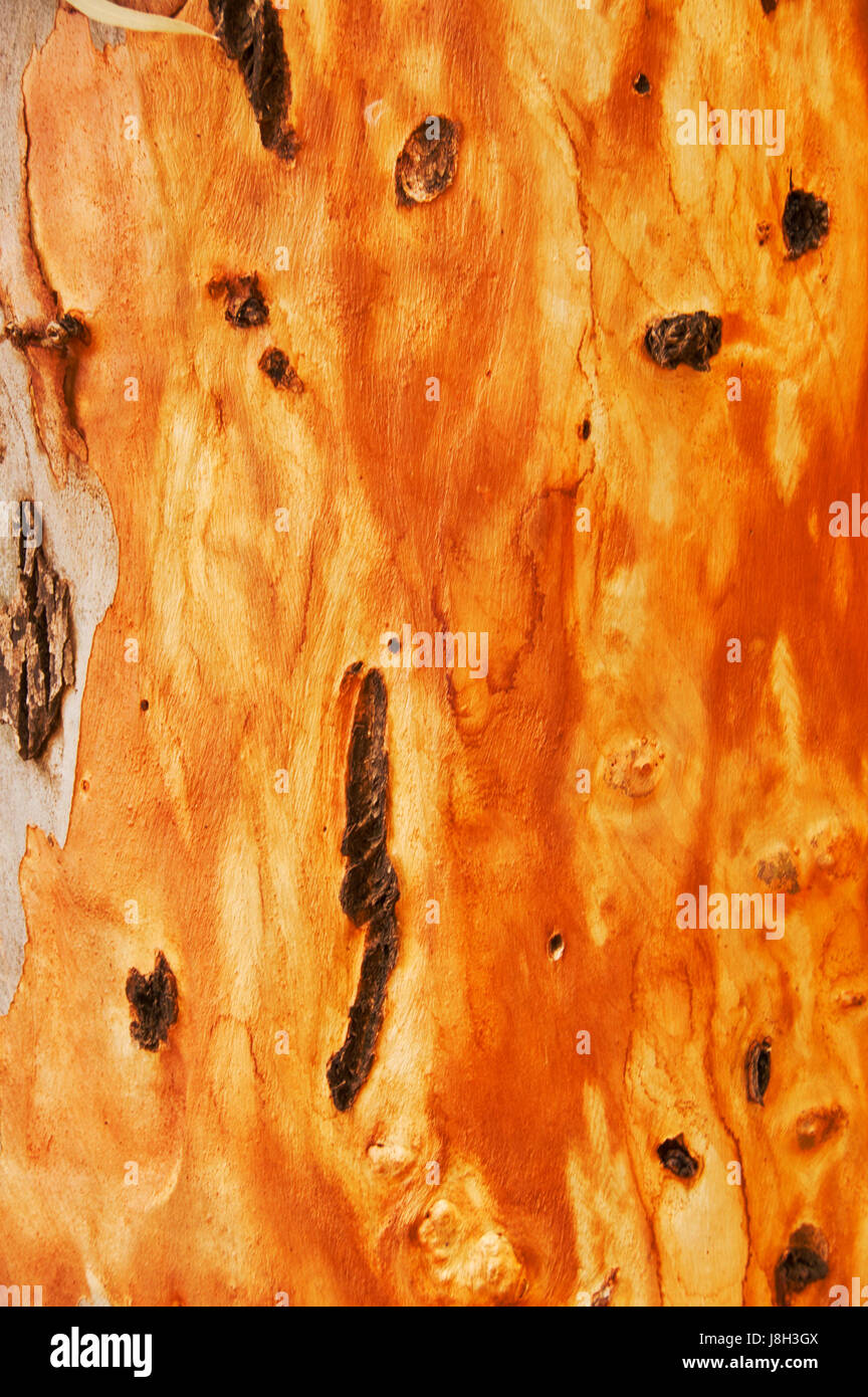 tree, abstract, bark, backdrop, background, macro, close-up, macro ...