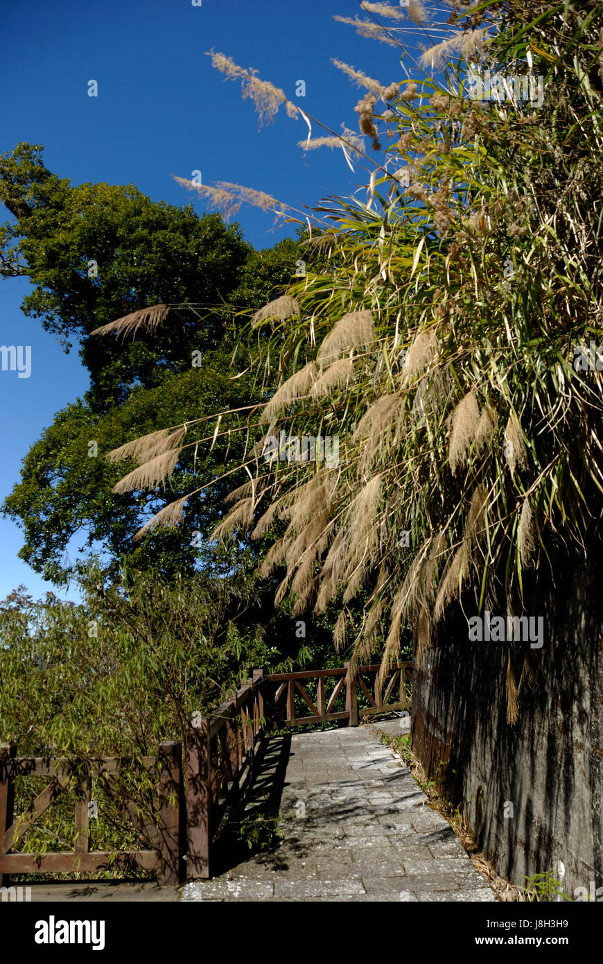 grasses, taiwan, meadow, grass, lawn, green, blue, tree, trees, plant ...