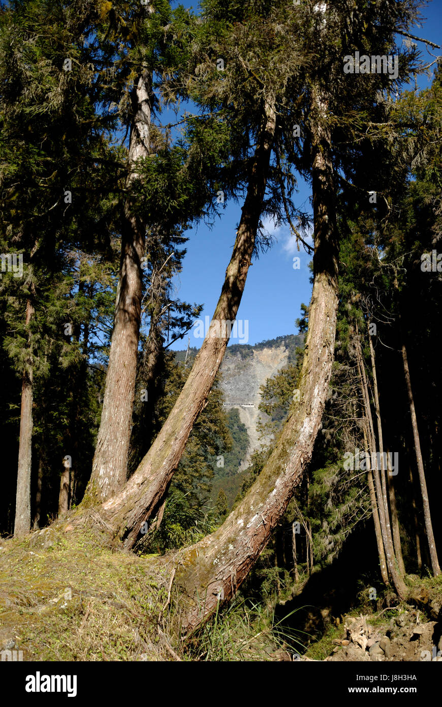 trunk, conifer, cypresses, taiwan, conifers, blue, tree, trees, green ...