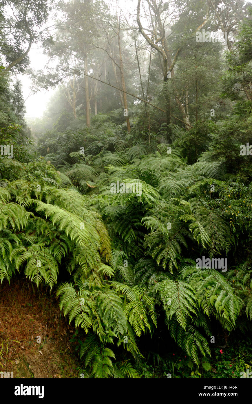taiwan, rainforest, rain forest, plant, green, asia, fog, foggy, taiwan ...