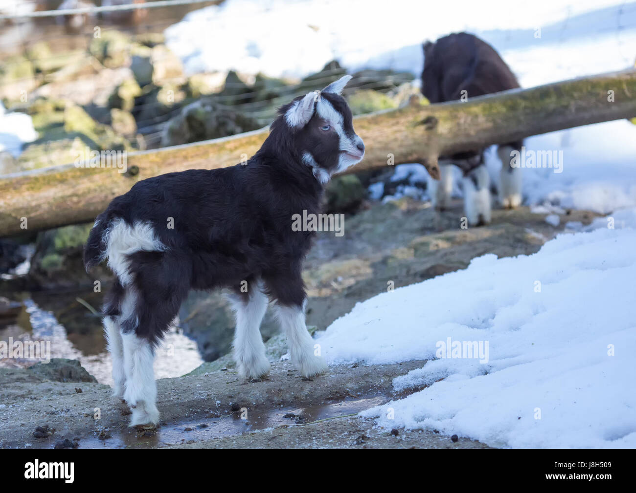 Picture of dwarfs goat (Capra aegagrus hircus Stock Photo - Alamy