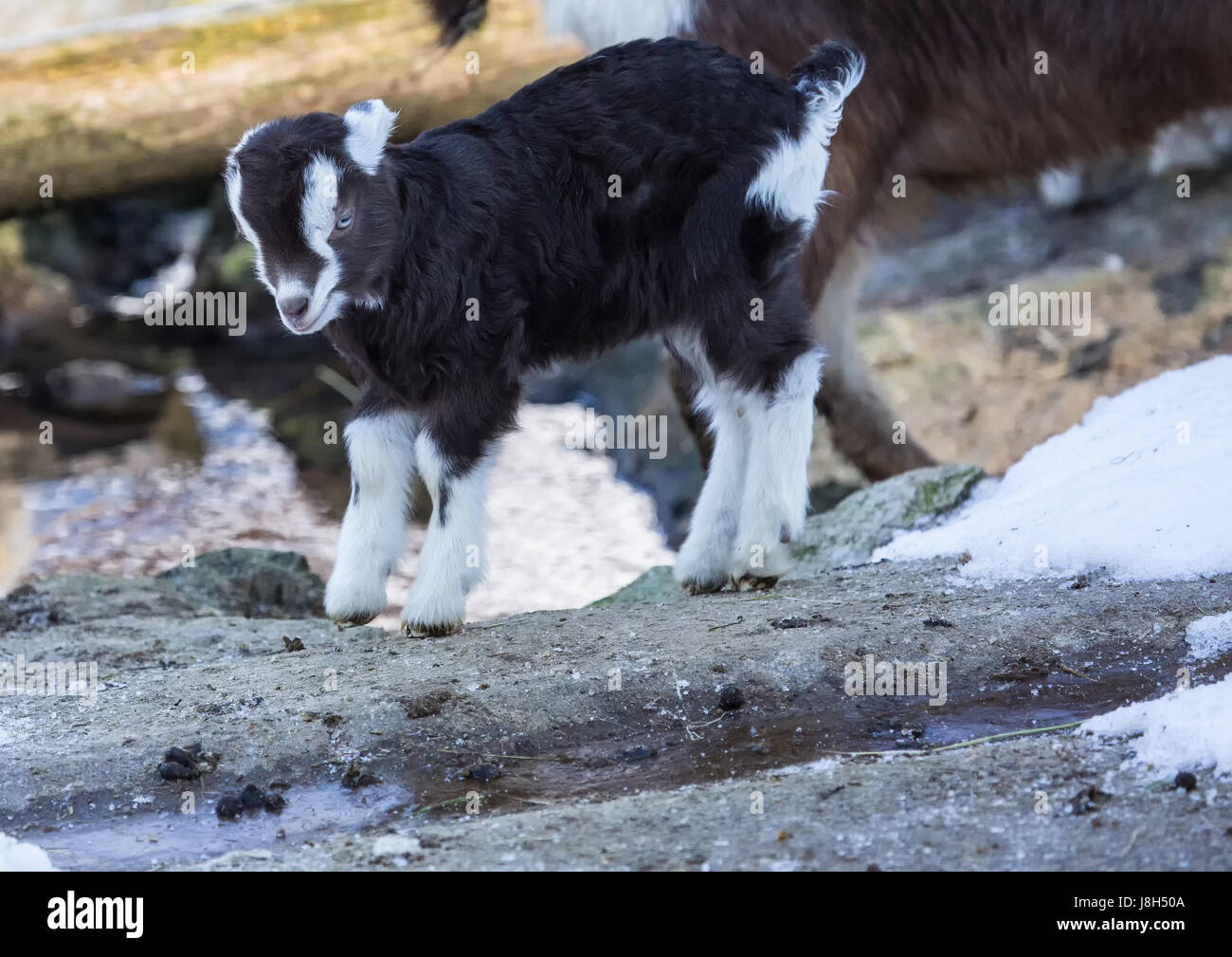 Picture of dwarfs goat (Capra aegagrus hircus Stock Photo - Alamy