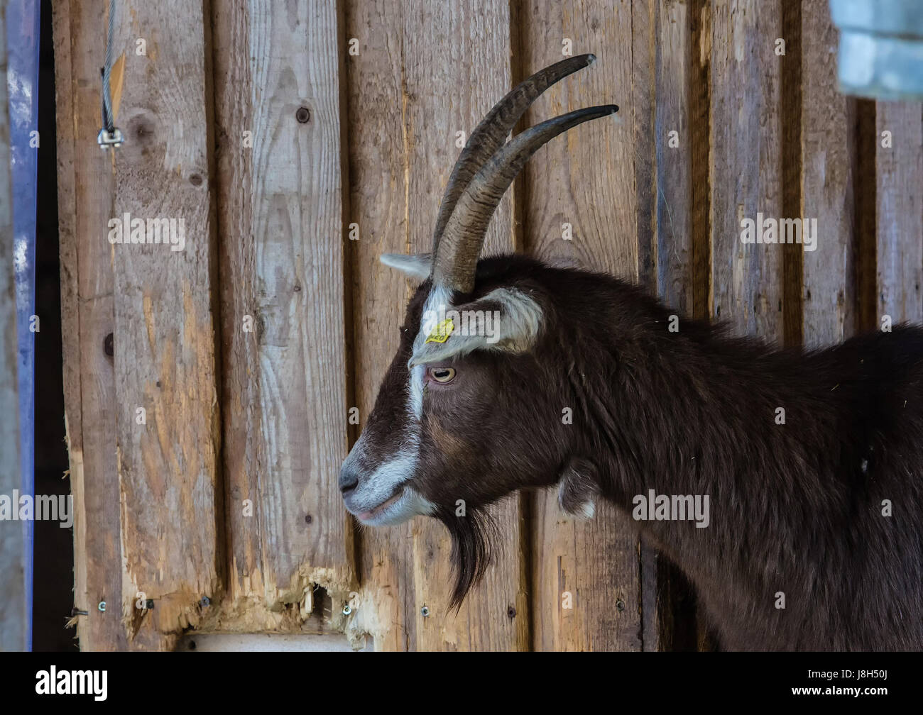 Picture of dwarfs goat (Capra aegagrus hircus Stock Photo - Alamy