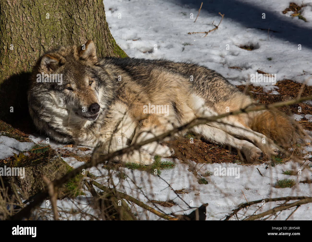 Picture of a wolf Stock Photo - Alamy