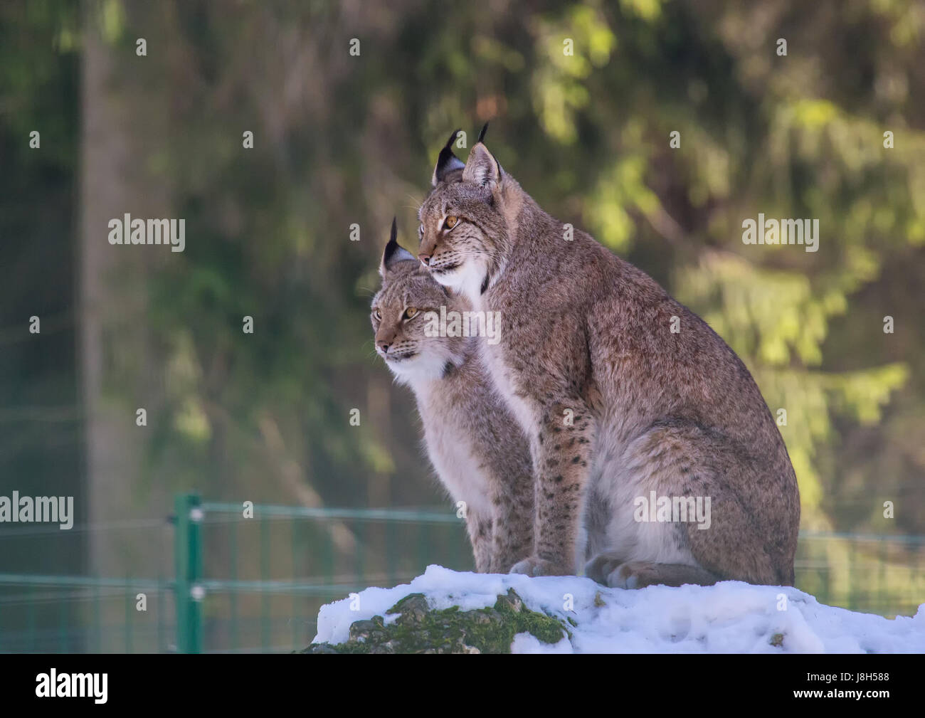 Pictures of a lynx Stock Photo - Alamy