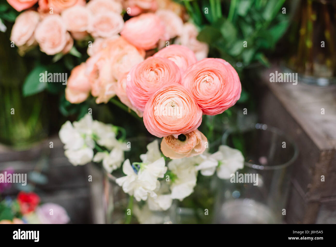 Magnificent bouquet of bright pink ranunculus Stock Photo - Alamy