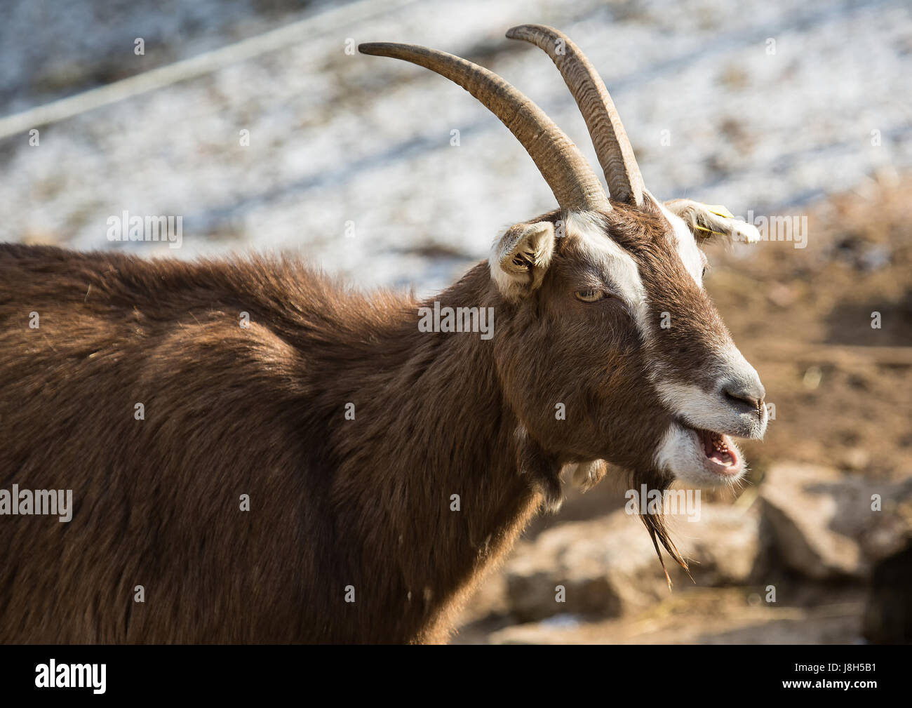 Picture of a goat Stock Photo - Alamy