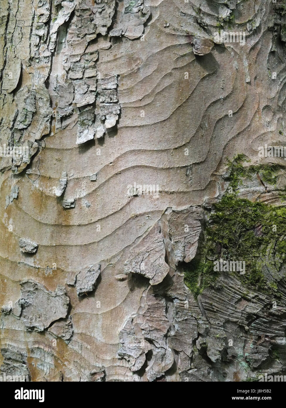 Sycamore wood grain hi-res stock photography and images - Alamy