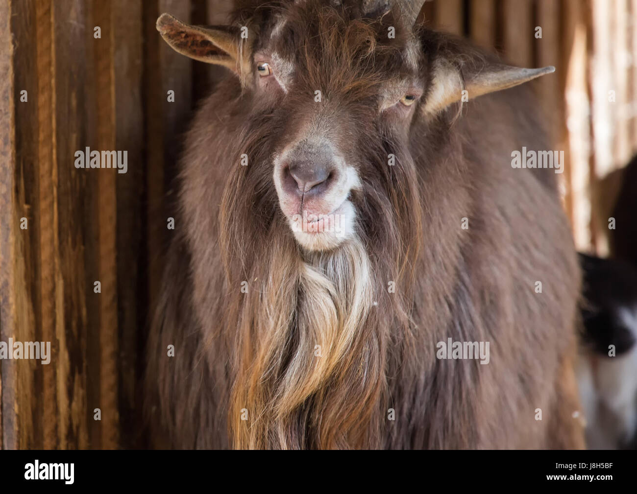 Picture of a goat Stock Photo - Alamy