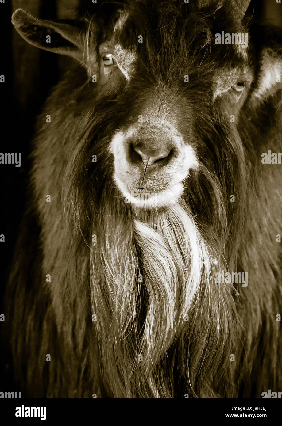 Picture of a goat Stock Photo - Alamy
