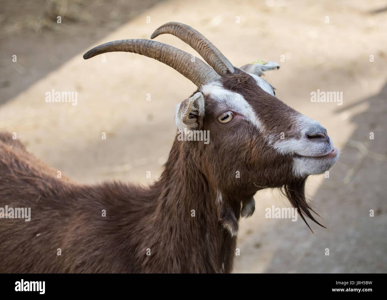 Picture of a goat Stock Photo - Alamy