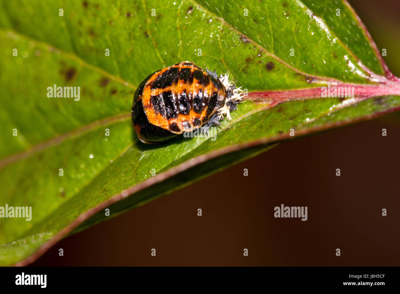 animal, insect, scrabble, crawling, beetle, shrub, to gorge, engulf ...