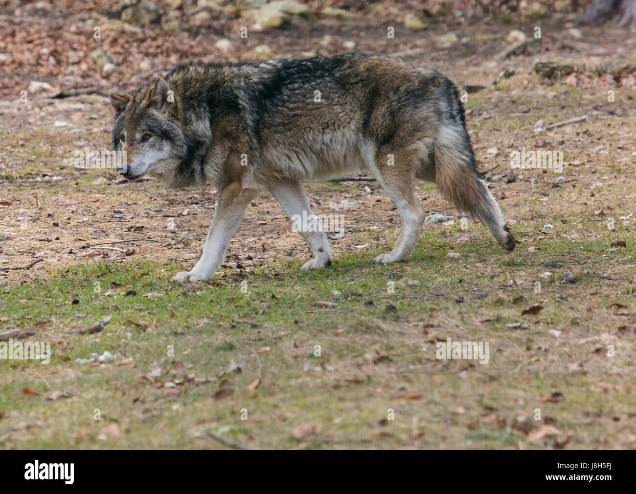 Picture of a wolf Stock Photo - Alamy