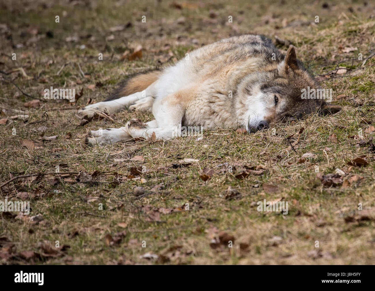 Picture of a wolf Stock Photo - Alamy