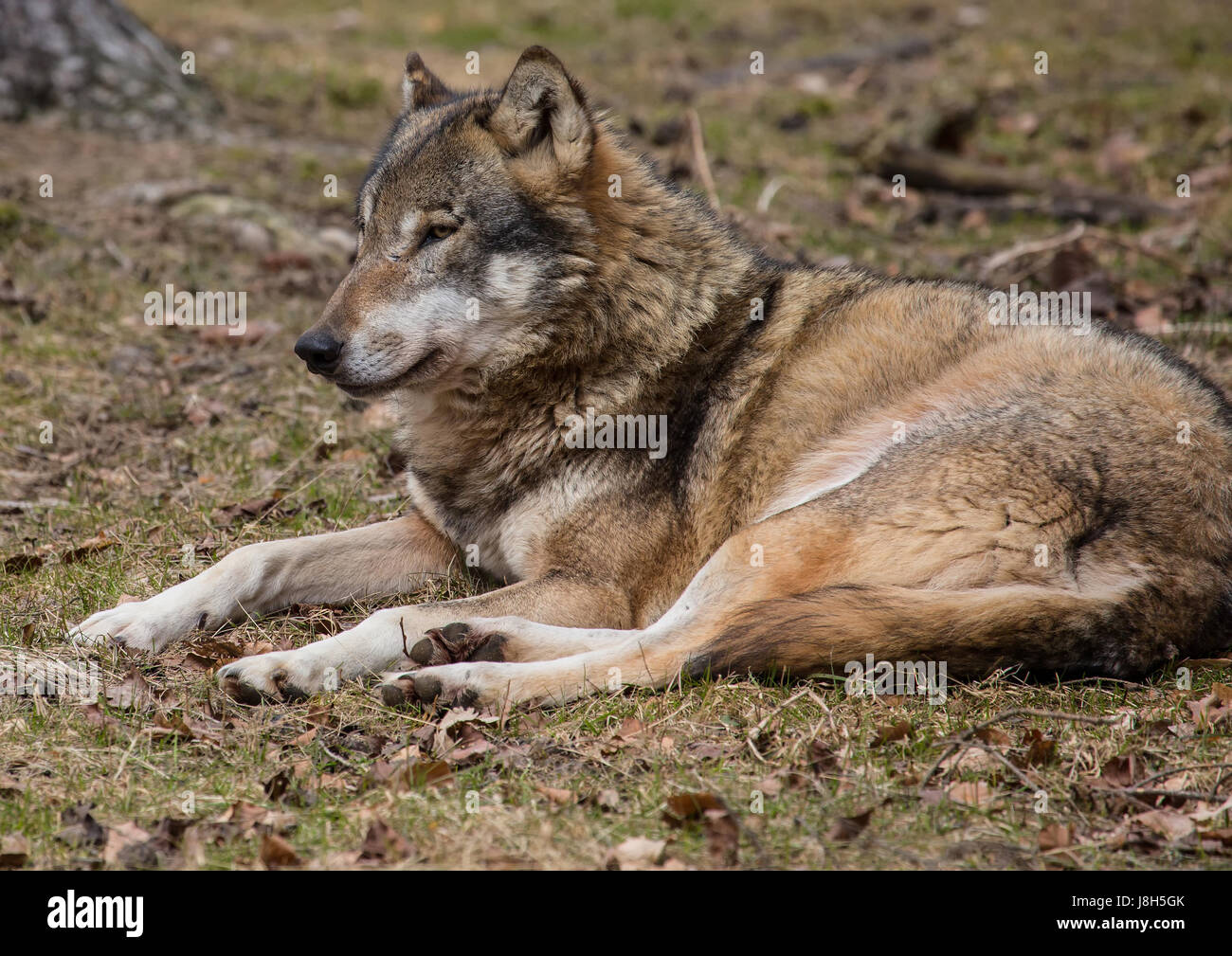 Picture of a wolf Stock Photo - Alamy