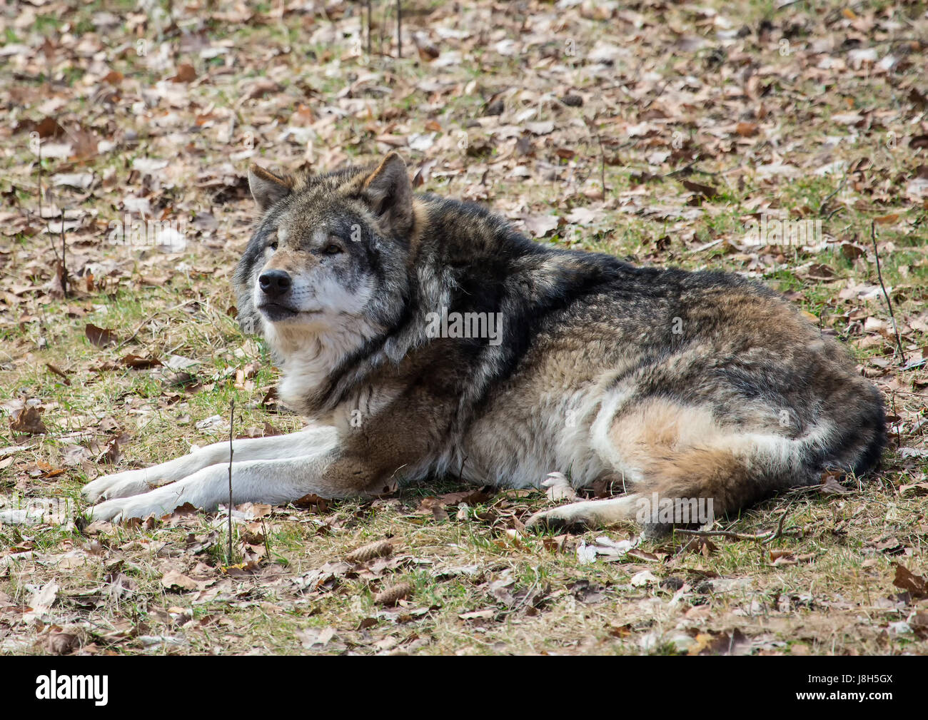 Picture of a wolf Stock Photo - Alamy