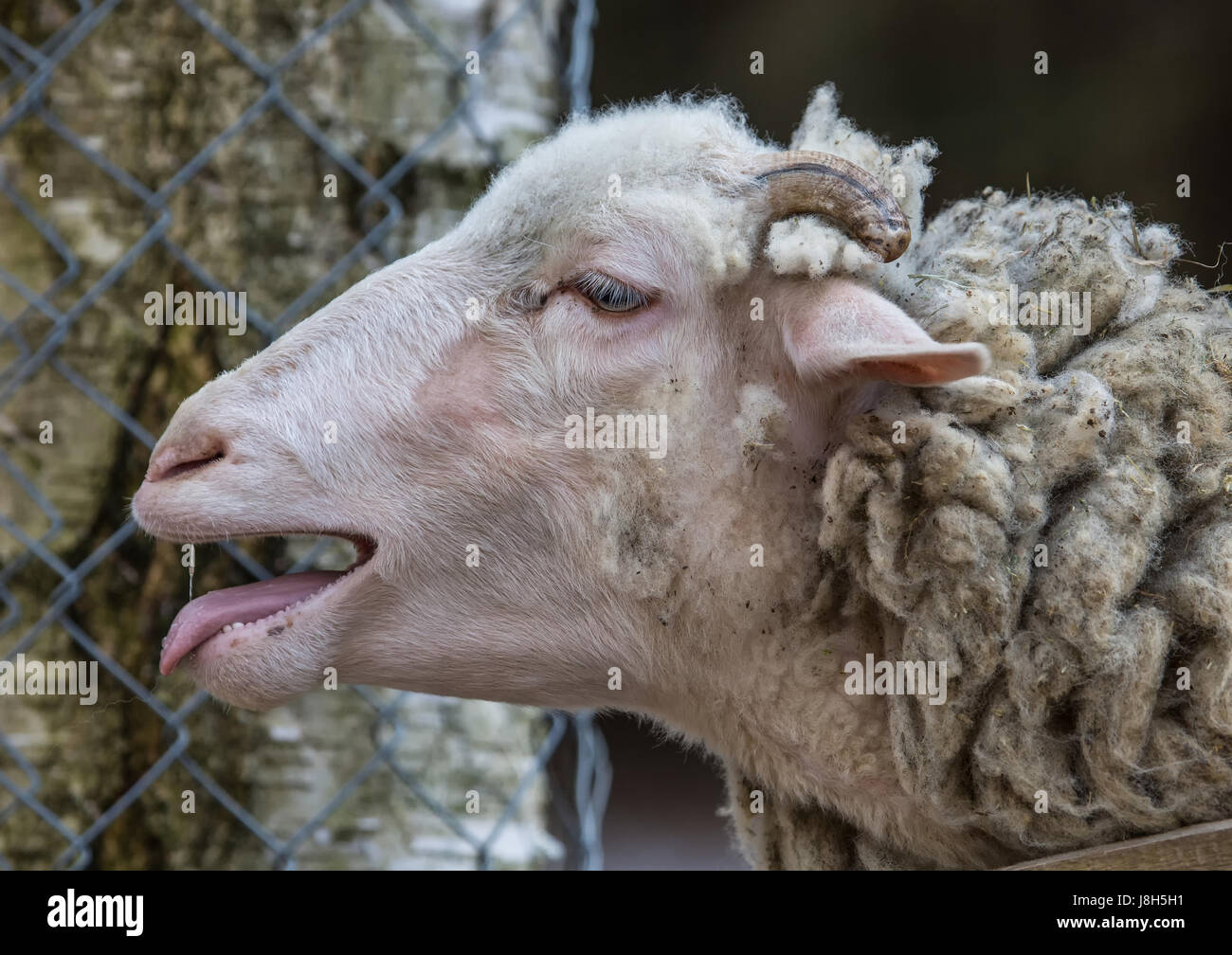 Picture of a goat Stock Photo - Alamy