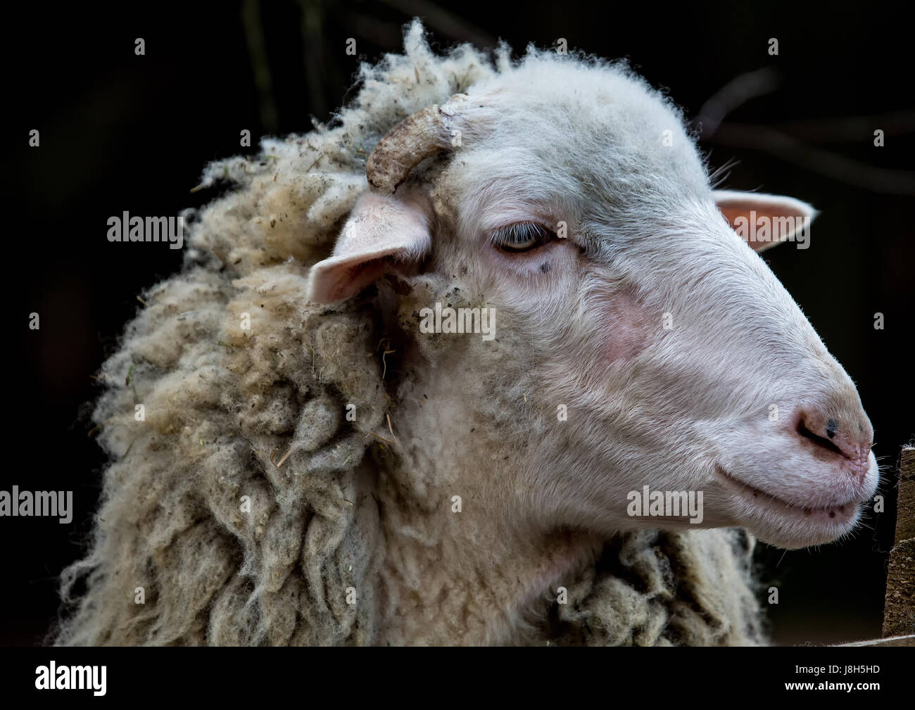 Picture of a goat Stock Photo - Alamy