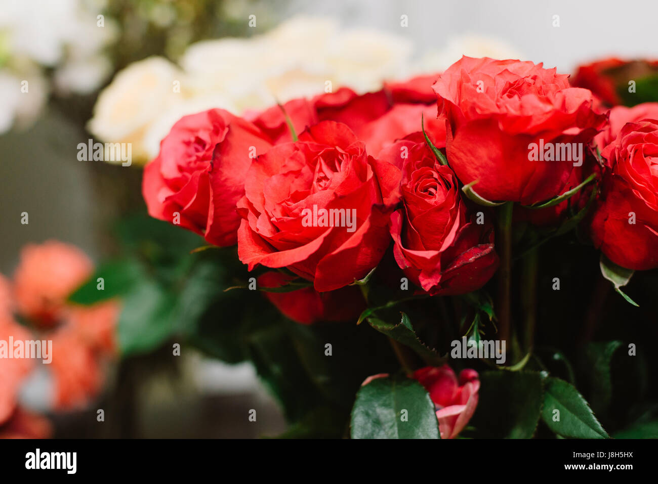 Gorgeous bouquet of bright red roses Stock Photo - Alamy