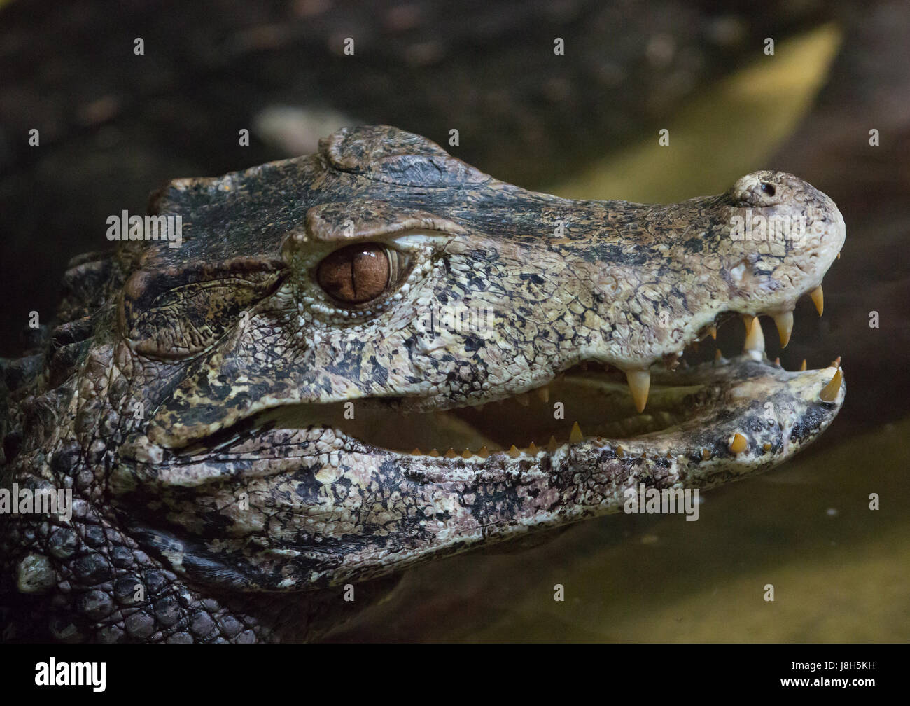Alligator looking at you hi-res stock photography and images - Alamy