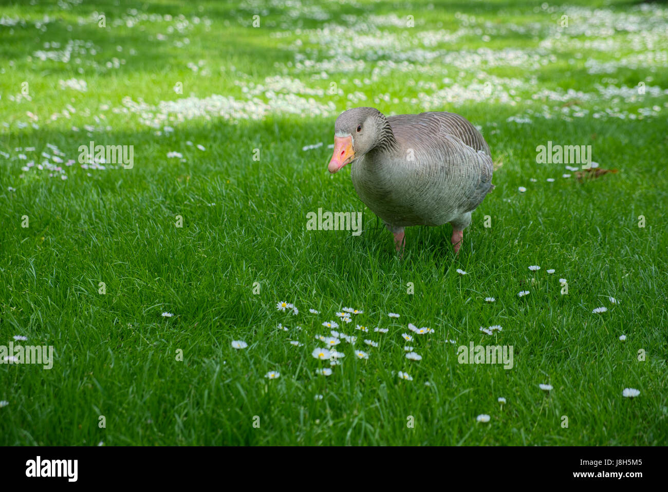 Wandering goose hi-res stock photography and images - Alamy