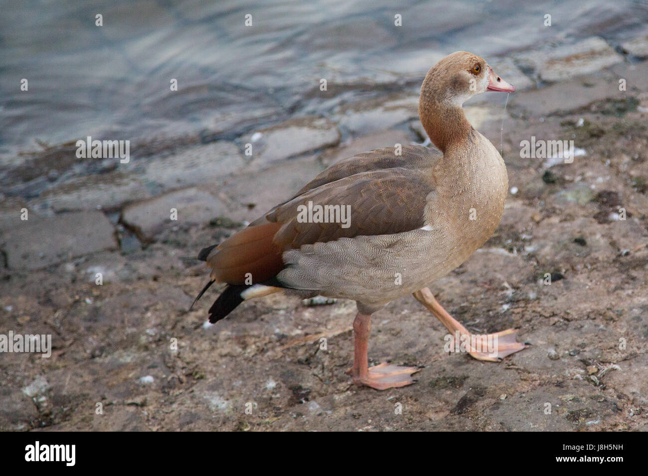 A Goose relaxing on a street in luxemburg Stock Photo - Alamy