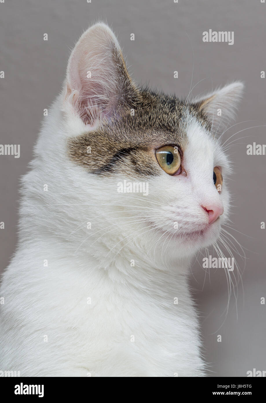A young cat modelling in her home Stock Photo - Alamy