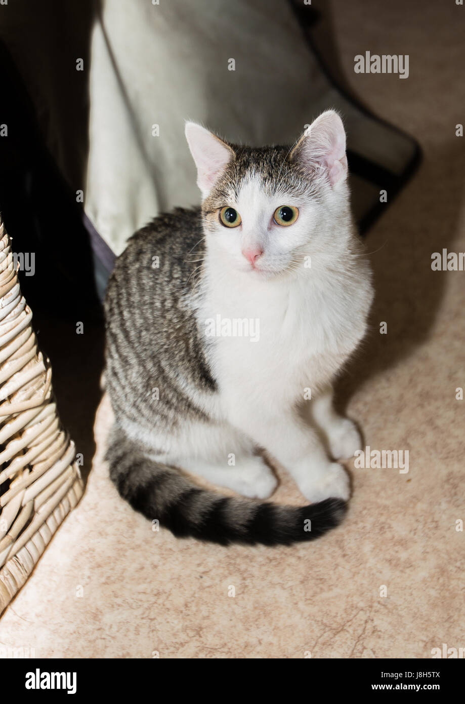 A young cat modelling in her home Stock Photo - Alamy