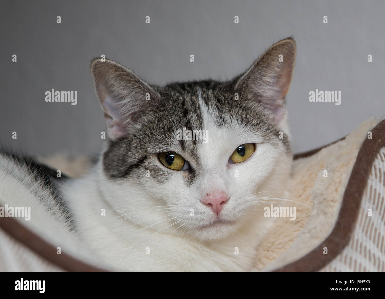 A young cat modelling in her home Stock Photo - Alamy