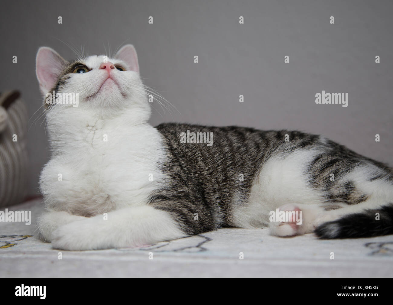 A young cat modelling in her home Stock Photo - Alamy
