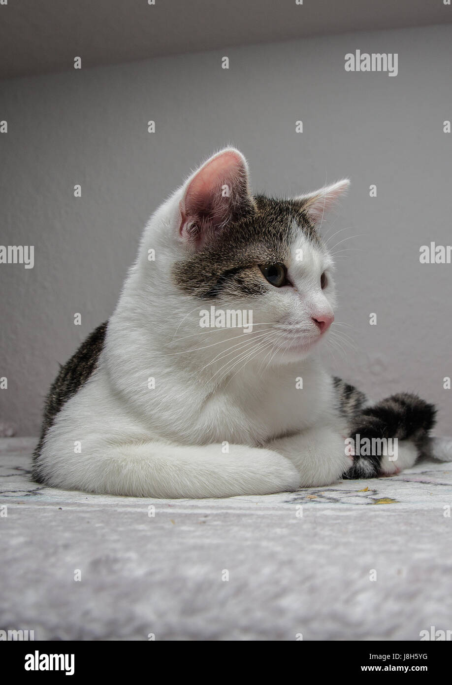 A young cat modelling in her home Stock Photo - Alamy
