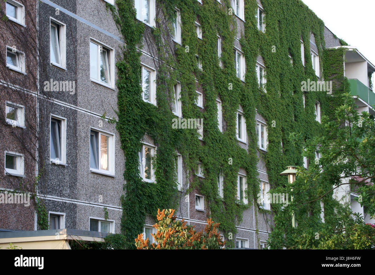panel facade creeper Stock Photo - Alamy