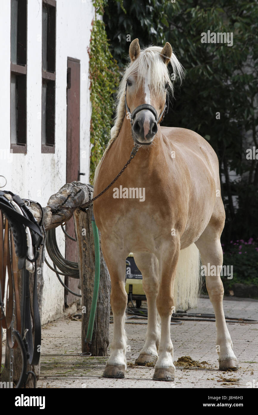 Haflinger in stable hi-res stock photography and images - Alamy