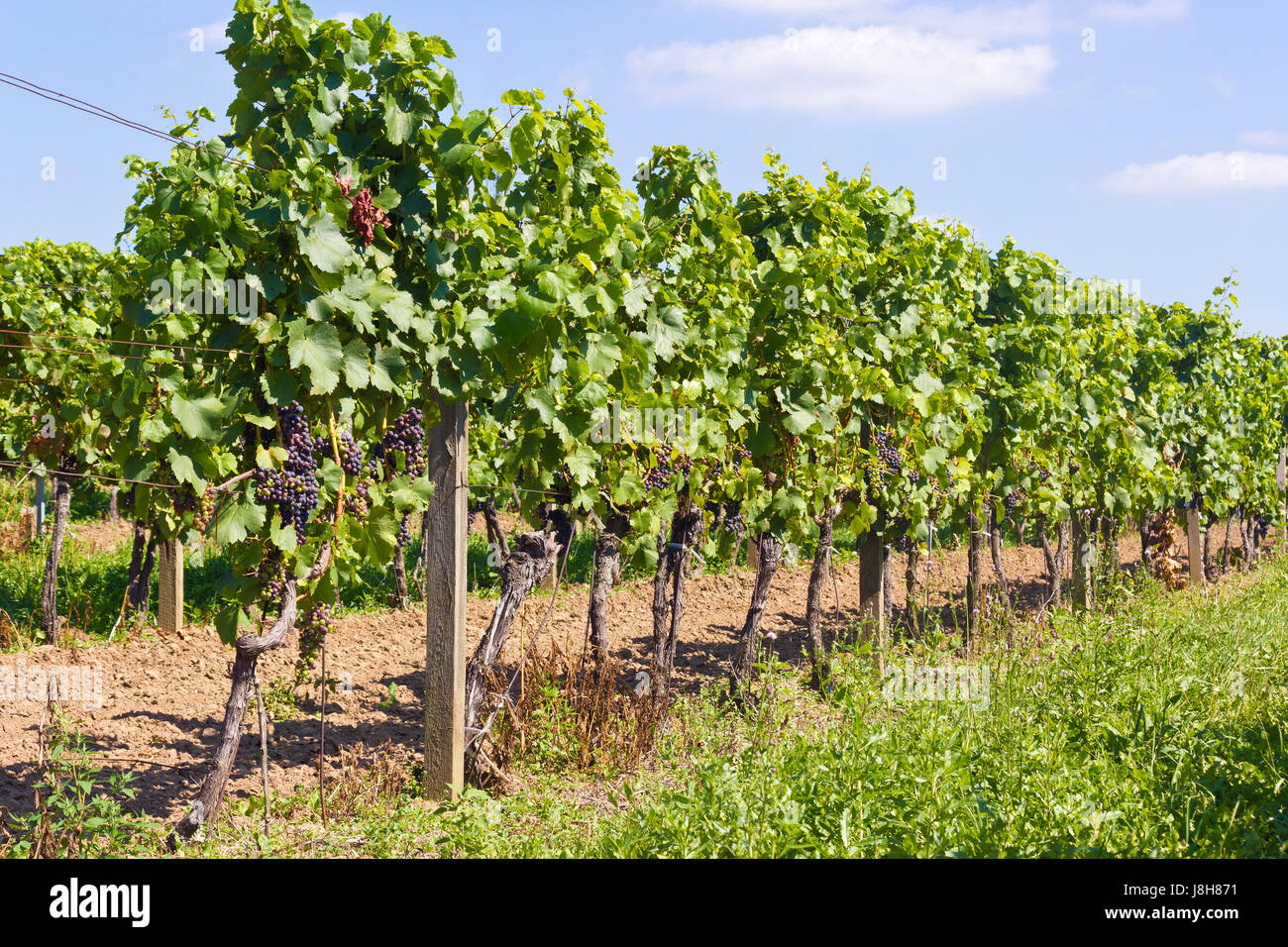 agriculture, farming, wine, ripe, vineyard, wineyard, vine, grape vine ...