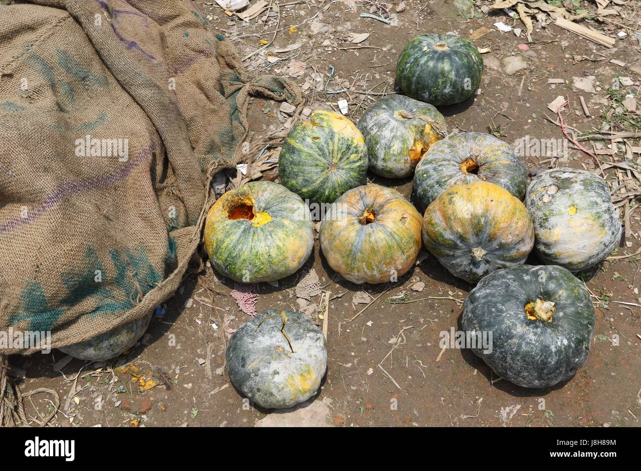 Musk pumpkin (Cucurbita moschata), Muskat de Provence Stock Photo - Alamy