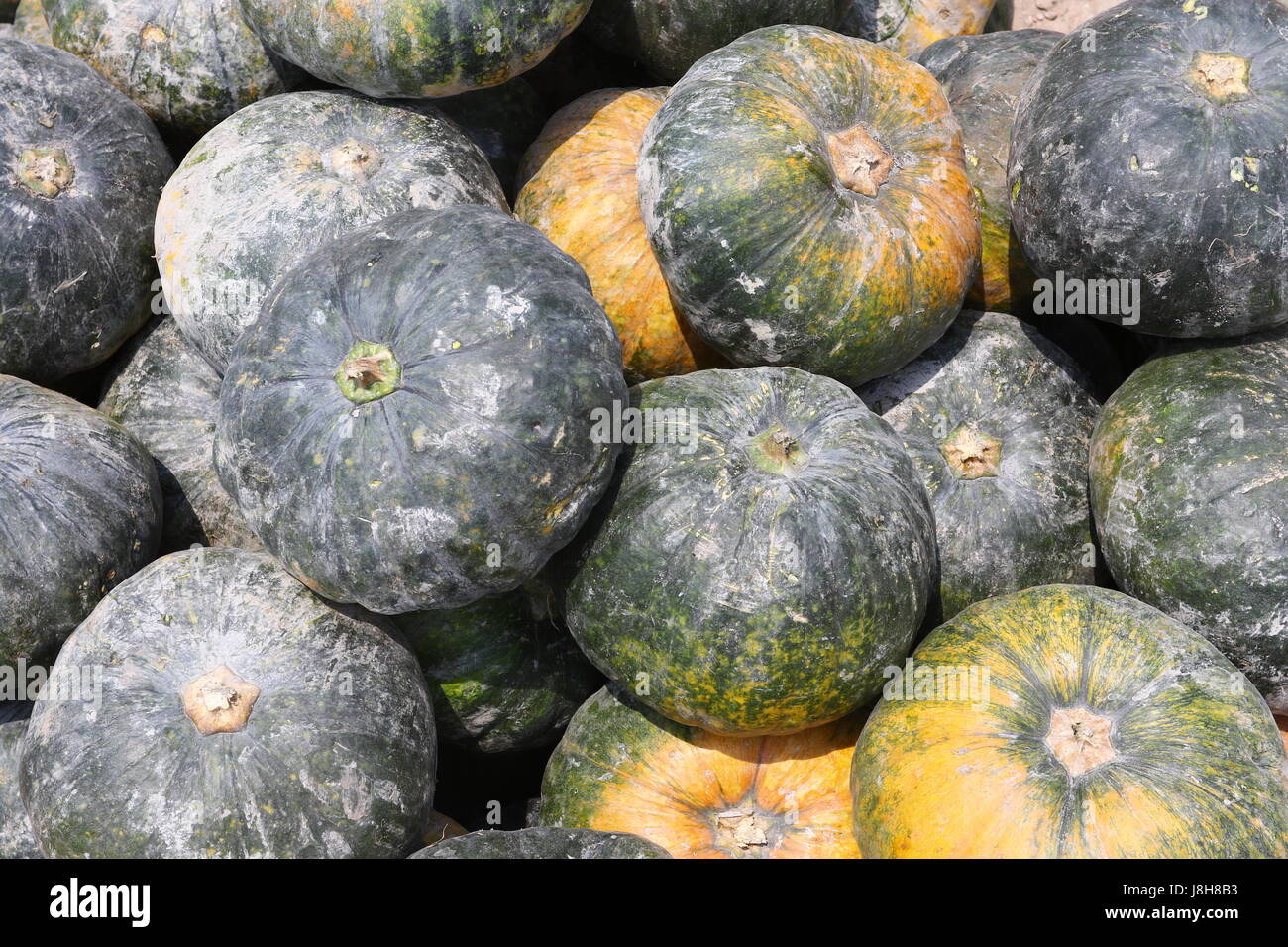Musk pumpkin (Cucurbita moschata), Muskat de Provence Stock Photo - Alamy
