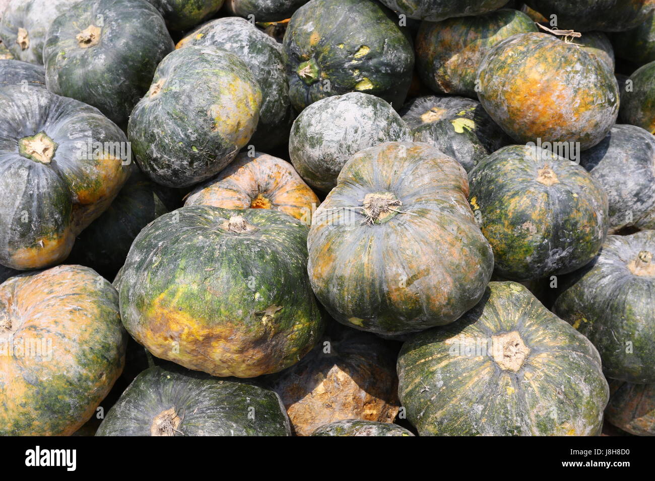 Musk pumpkin (Cucurbita moschata), Muskat de Provence Stock Photo - Alamy